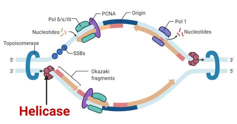 Dna Helicases Definition Structure Types Functions Examples