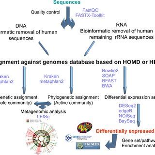 Of Bioinformatic Workflow For Metratranscriptomic Analysis Common