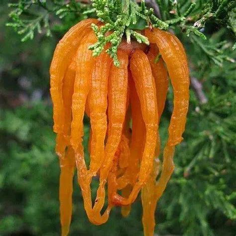 惊叹世界上最奇特的植物你可能一种都没见过 花盆里