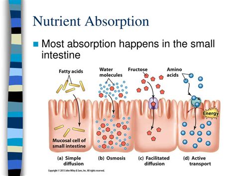 Digestion And Absorption