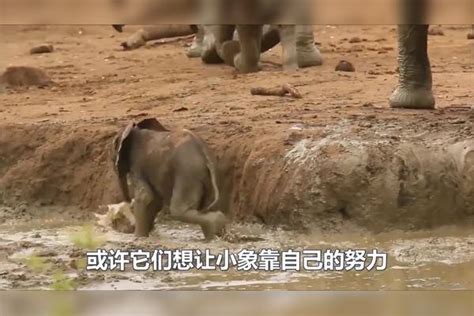 小象掉入泥潭着急的象妈手足无措象群集体出动营救