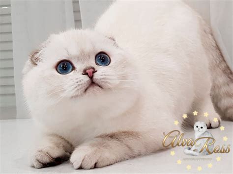 Scottish Fold Kittens With Blue Eyes