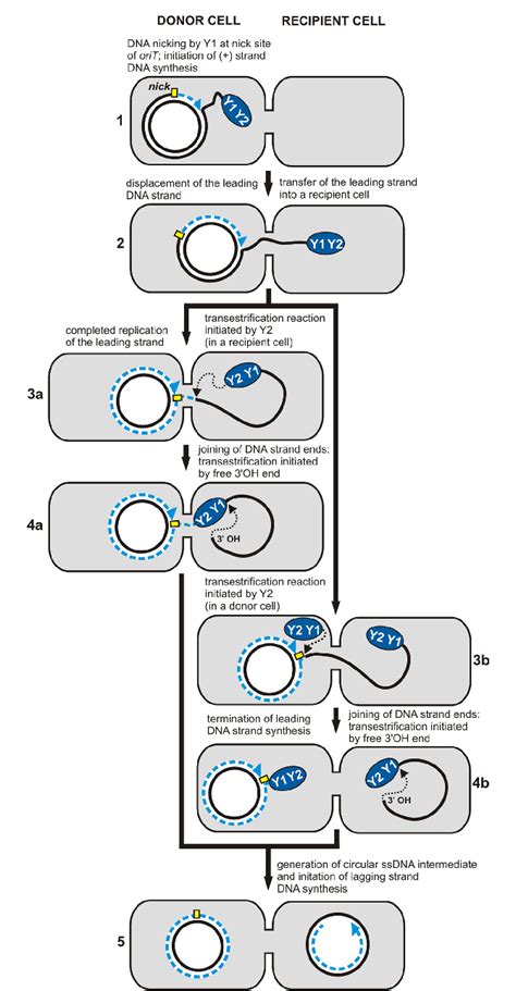 Figure 2 From The Different Faces Of Rolling Circle Replication And Its