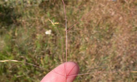 Invasive Grasses Ventenata