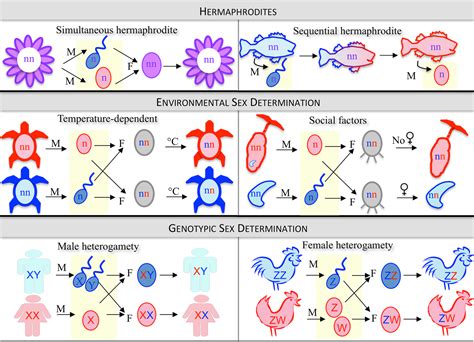 sex determination why so many ways of doing it — gender inclusive biology