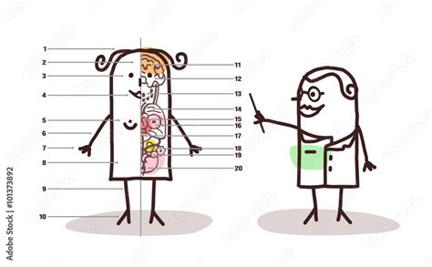 Cartoon Female Anatomy Lesson Stock Vector Adobe Stock