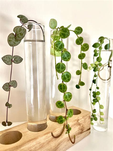 Set Of Strings Houseplants String Of Turtles String Of Etsy UK