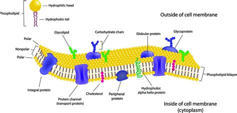 Phospholipid Bilayer Model