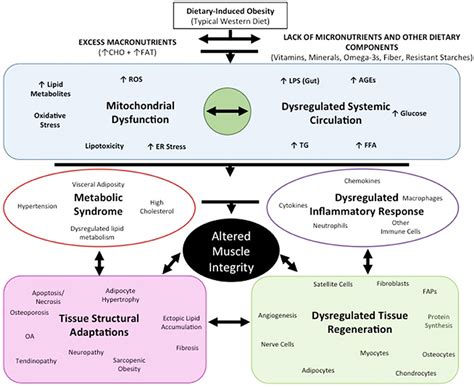 Frontiers Obesity Metabolic Syndrome And Musculoskeletal Disease