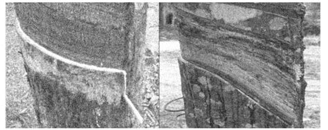multi level thresholding image segmentation for rubber tree secant using improved otsu s method