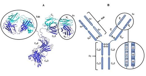 A The 3D Structure Of An Antibody Molecule PDBid 1IGT 119 B A