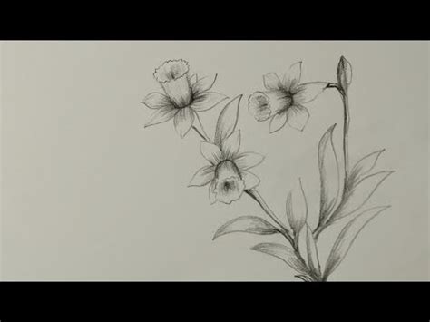 How To Draw A Daffodil Easy How To Draw A Daffodil Flower Step By