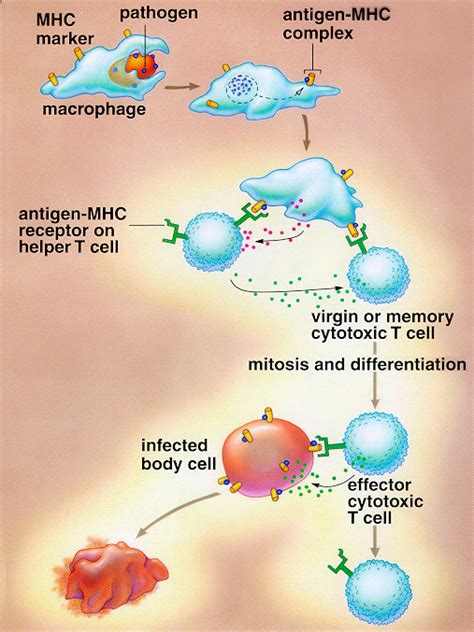 Cell Mediated Immunity Vs Humoral Immunity