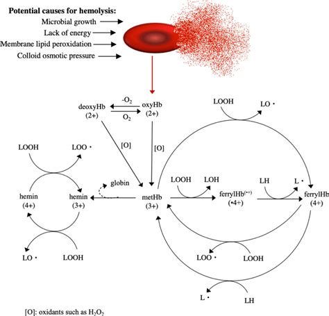Potential Causes For Hemolysis And The Main Pro Oxidative Pathways Of