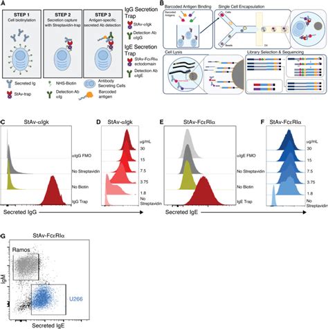 trapnseq allows high throughput profiling of antigen specific antibody secreting cells cell