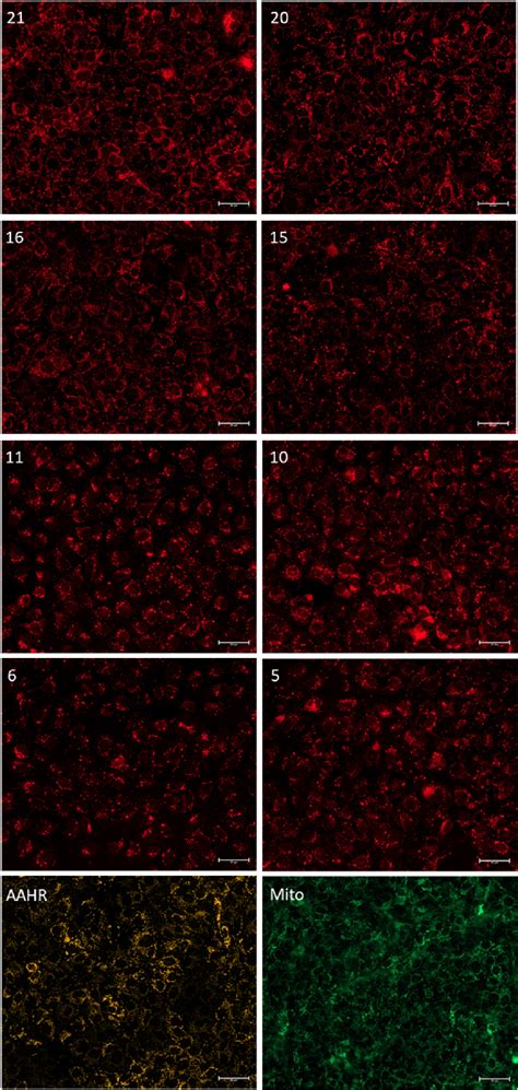 analysis of subcellular localization of cs2 compounds compared to the download scientific