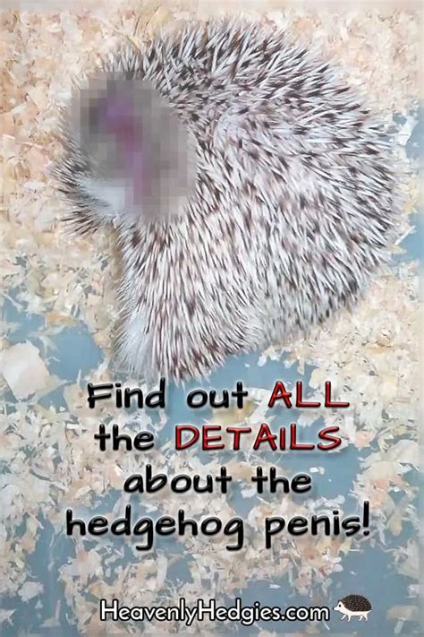 The Hedgehog Penis Structure Habits And Disorders Heavenly Hedgies