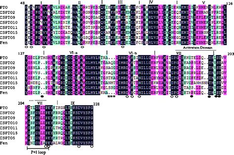 clustalx multiple amino acid sequence alignment of 5211s pto like download scientific diagram