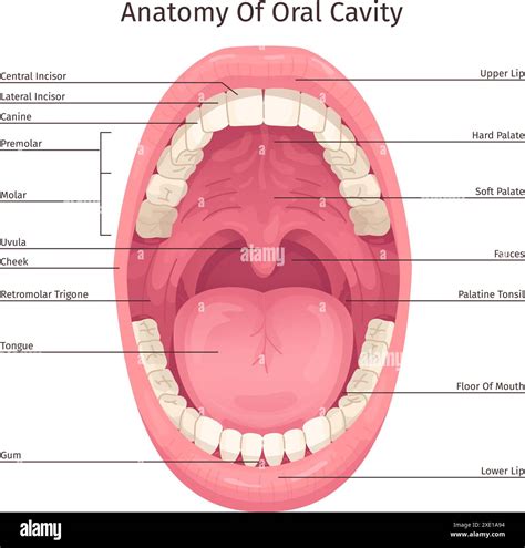 Oral Cavity Infographic Human Mouth Inside Parts Structure Anatomy