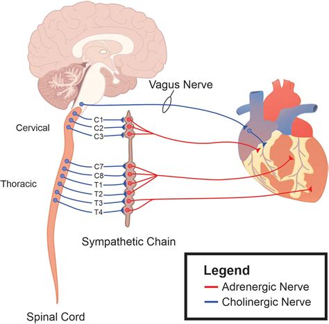 Autonomic Nervous System Precision Regulation Cruiseimage