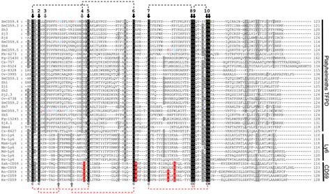 clustalx multiple sequence alignment of the mature protein sequence download scientific diagram