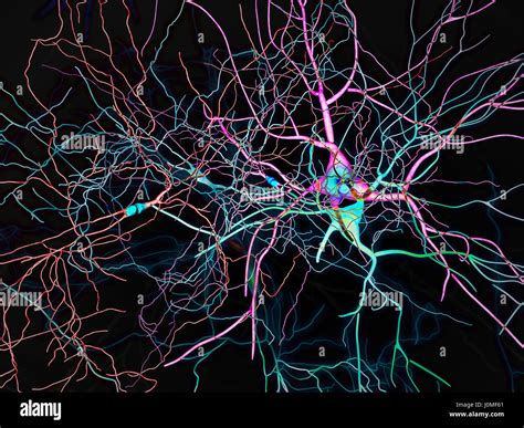Diagram Of A Neural Circuit Neurons Types Interneurons Syste
