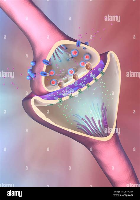 3d Illustration Of The Scientific Function Of A Synapse Or Neuronal