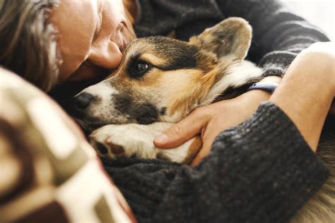 Wie Du Die Bindung Zu Deinem Hund Stärkst Geo
