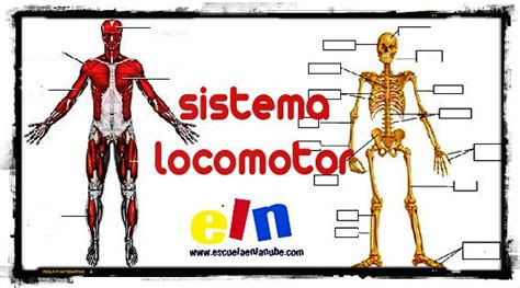 Primaria Sistema Locomotor Mapa Conceptual biologia2bachcamp 3º ESO