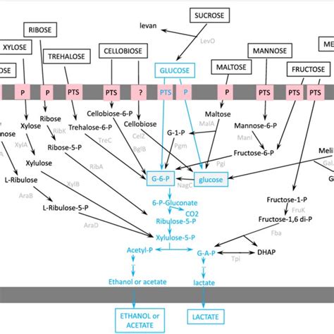 Schematic Representation Of The Metabolic Pathways Identified In O