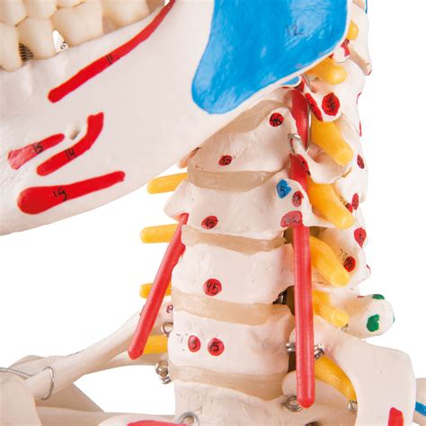 Menschliches Skelett Modell Sam Lebensgroß Mit über 600 Details Muskeldarstellung Flexibler