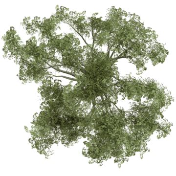 Forest Tree Top View Tree Top View Transparent Tree Top View Tree