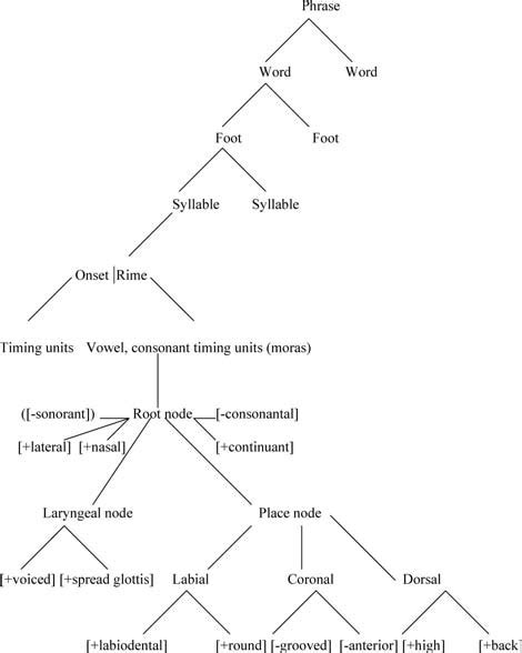 phonological hierarchy for adult english from the phrase to consonant download scientific