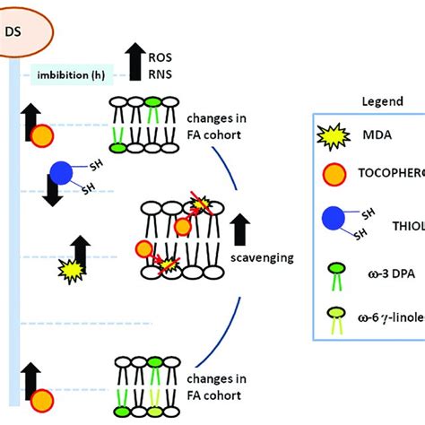 Schematic Representation Of The Metabolic Events Occurring Along The