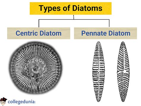 diatom types characteristics reproduction and uses