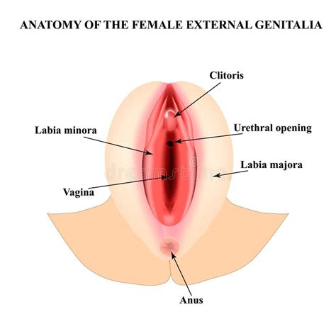 Äußere Weibliche Geschlechtsorgane Anatomische Struktur Der Vulva
