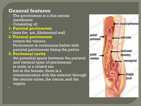 Ppt The Peritoneum Powerpoint Presentation Free Download Id1785134