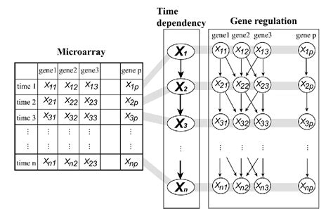 figure 1 from inferring gene networks from time series microarray data using dynamic bayesian