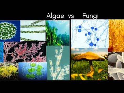 Difference Between Algae And Fungi YouTube