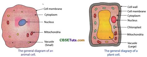 What Is A Cell Definition Structure And Function CBSE Tuts