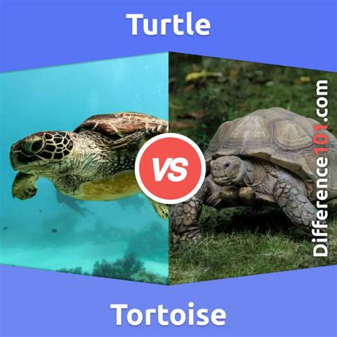Turtle Vs Tortoise 7 Key Differences Pros Cons Similarities