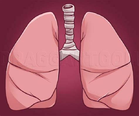 25 Easy Lungs Drawing Ideas How To Draw Lungs