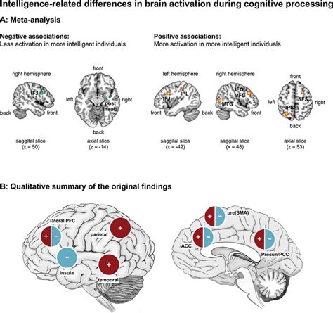 2 Intelligence Related Differences In Brain Activation During Cognitive