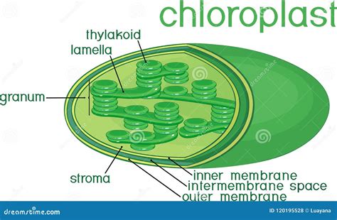 Structure Of Chloroplast With Titles Stock Vector Illustration Of
