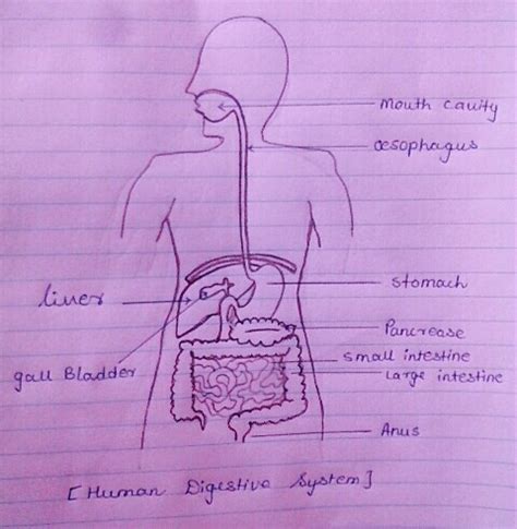 Easy Steps To Draw Human Digestive System Class 10 NCERT Write Down