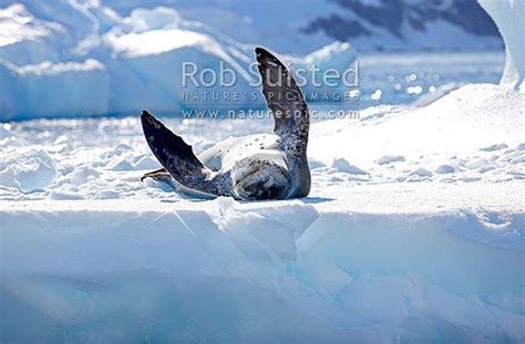 Leopard Seal Lying And Stretching Large Fore Flippers On Sea Ice Hydrurga Leptonyx Pinnipedia