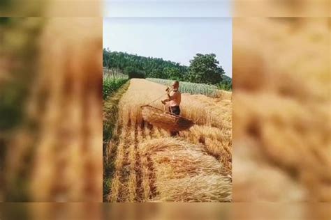 第一次见这么割麦子你们老家是怎么割麦子的请打在评论区 麦子 老家 评论