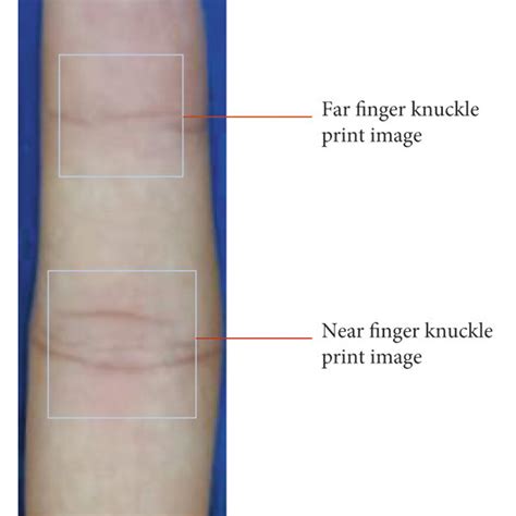 schematic diagram of finger knuckle print and roi image a finger download scientific diagram