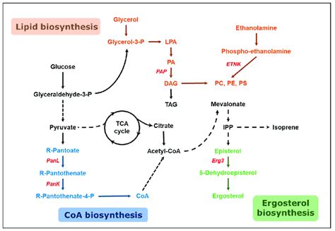 Schematic Diagram Of Metabolic Pathways Involved In The Identified