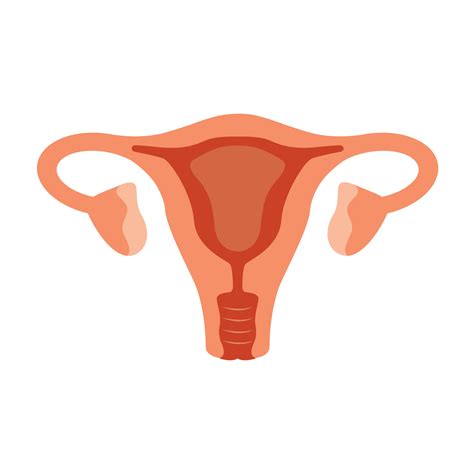 Uterus Woman Reproductive Health Illustration Gynecology Anatomy Vector Illustration 35676179